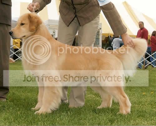 Does Anyone Have a Golden in This Shade? | Golden Retriever Dog Forums