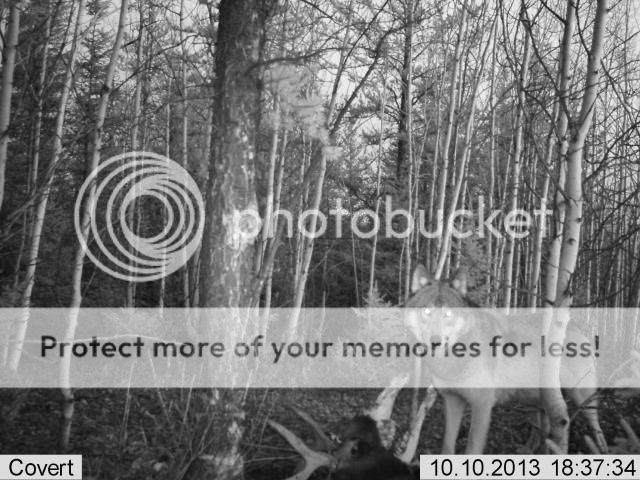 Canadian Trappers Talk Forum • View topic - Northern Line 2013-14