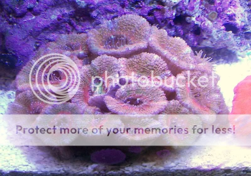 For sale. acans, scoly's, and brain, full colonies!! | REEF2REEF ...