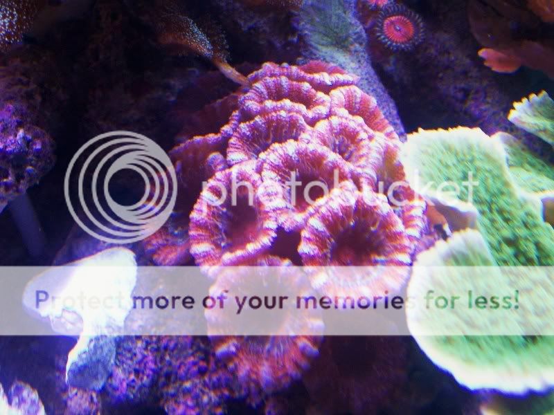 For sale. acans, scoly's, and brain, full colonies!! | REEF2REEF ...